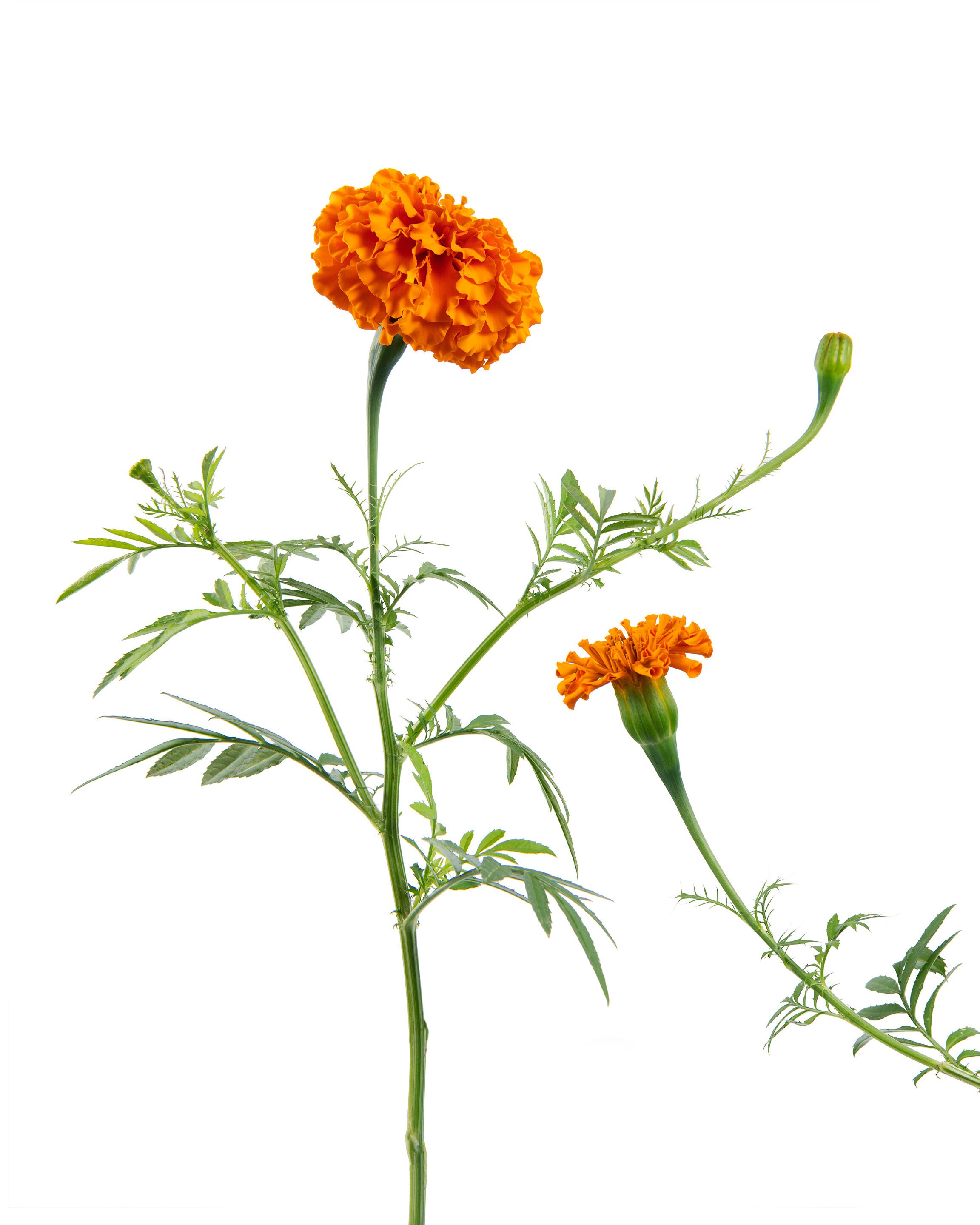 Modern Wall Art Print Marigold Minimalist Plant Photo | Etsy