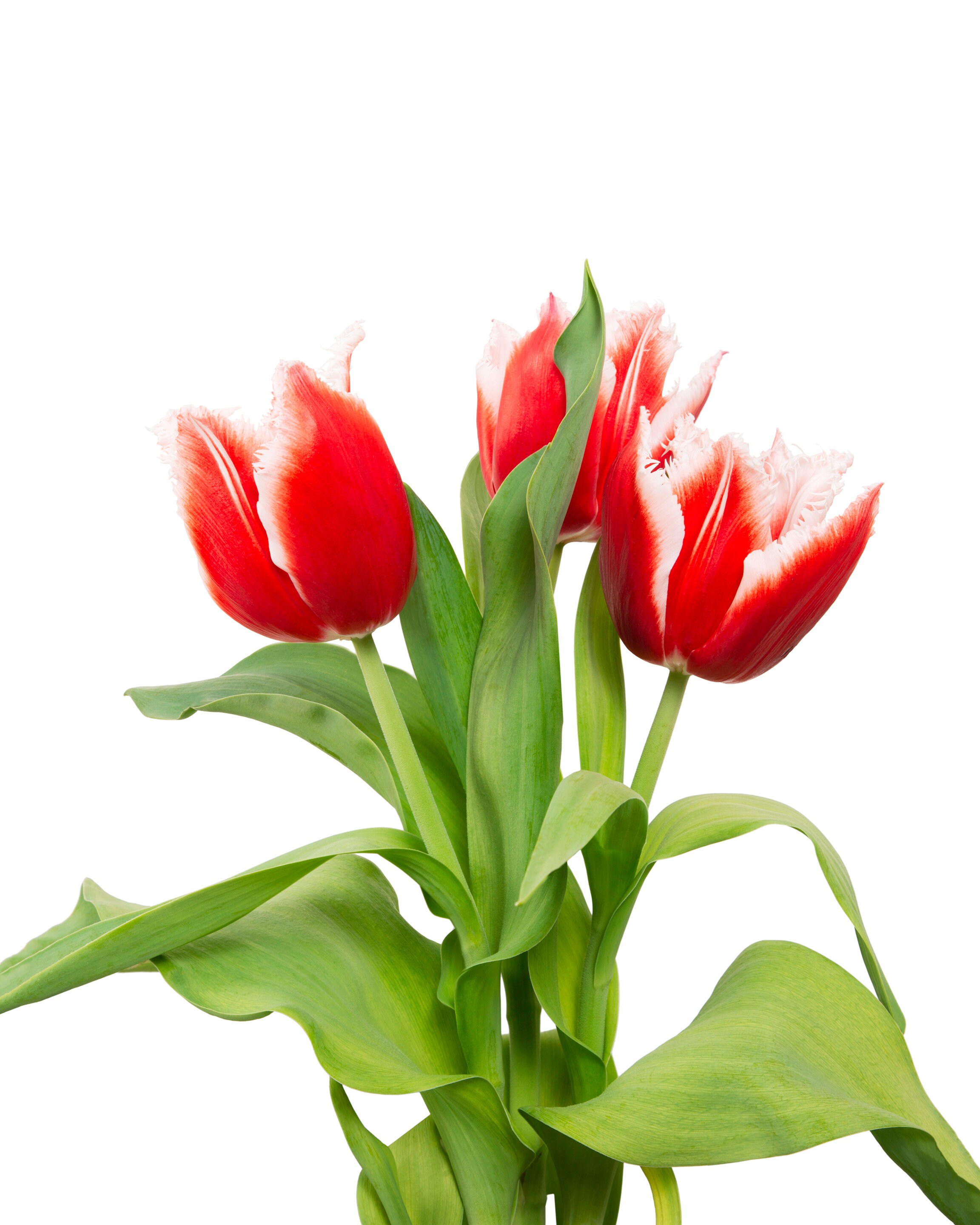 Modern Wall Art Print New Santa Fringed Tulip Minimalist Plant Photo ...
