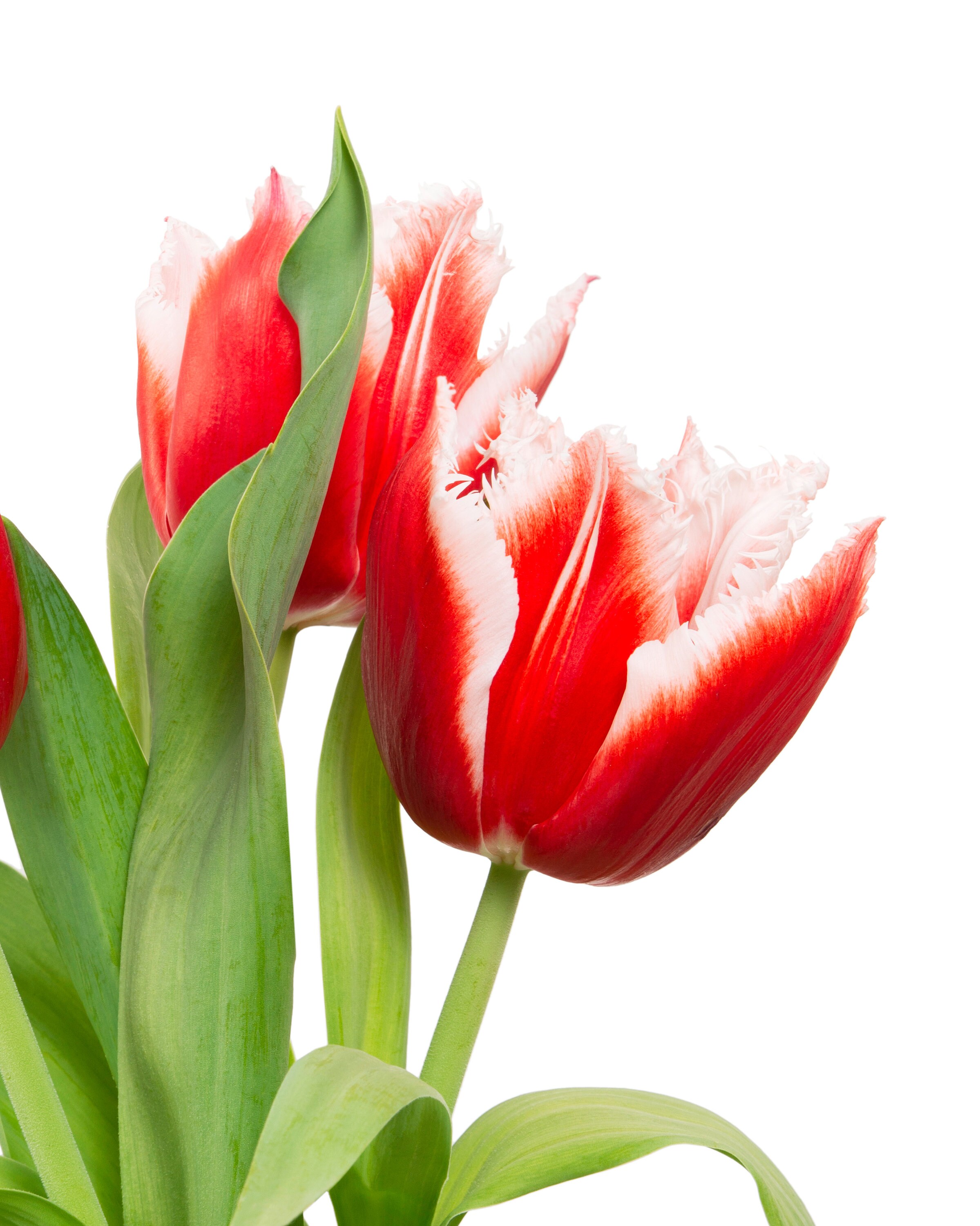 Modern Wall Art Print New Santa Fringed Tulip Minimalist Plant Photo ...