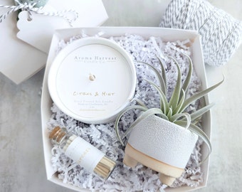 Plant Gift - 60+ Gift Ideas for 2024