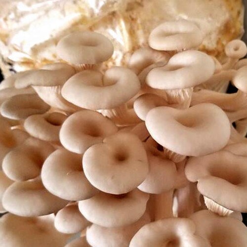 30 G Fresh PURPLE MOREL Mycelium Morchella Purpurascens | Etsy