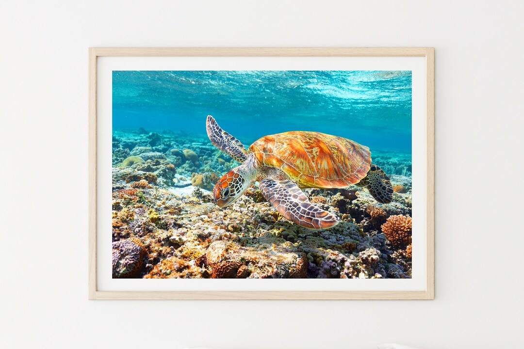 Turtle Print, Underwater, Turtle, Ocean Life, Sea Life, Nature Print ...