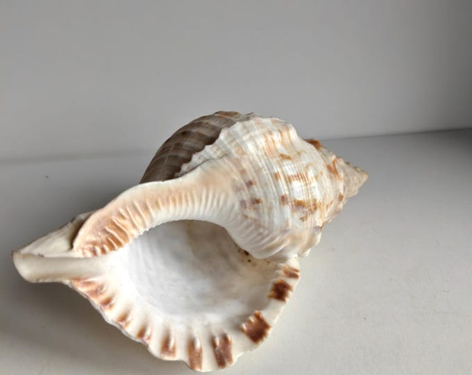 Large Sea Conch Shell Nautical Table Decoration Aquarium Gift Souvenir ...
