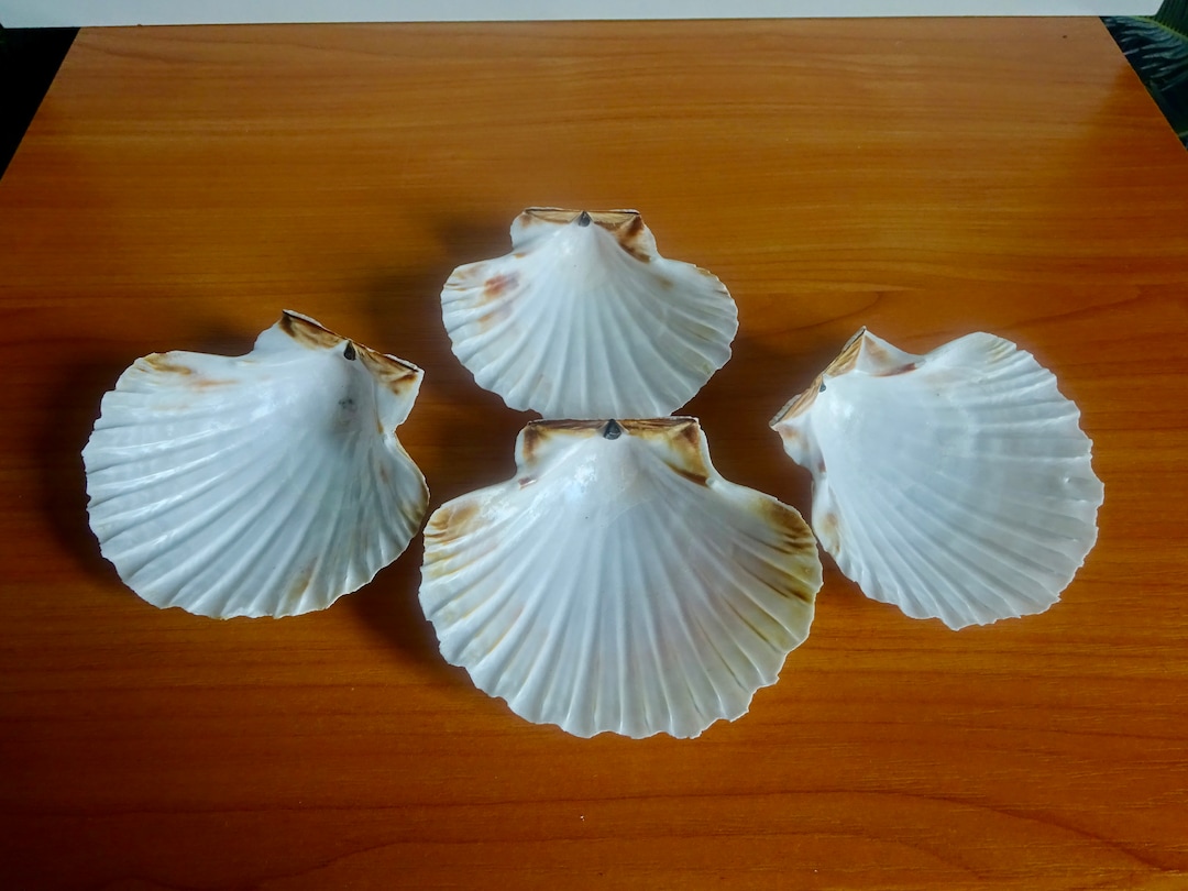 Sea Shells Conches Beach Decor Aquarium Nautical Gift Souvenir for ...