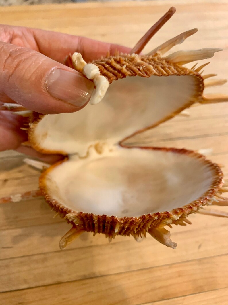 Vintage Sponylus Spiny Oyster Seashell Rare Collector - Etsy