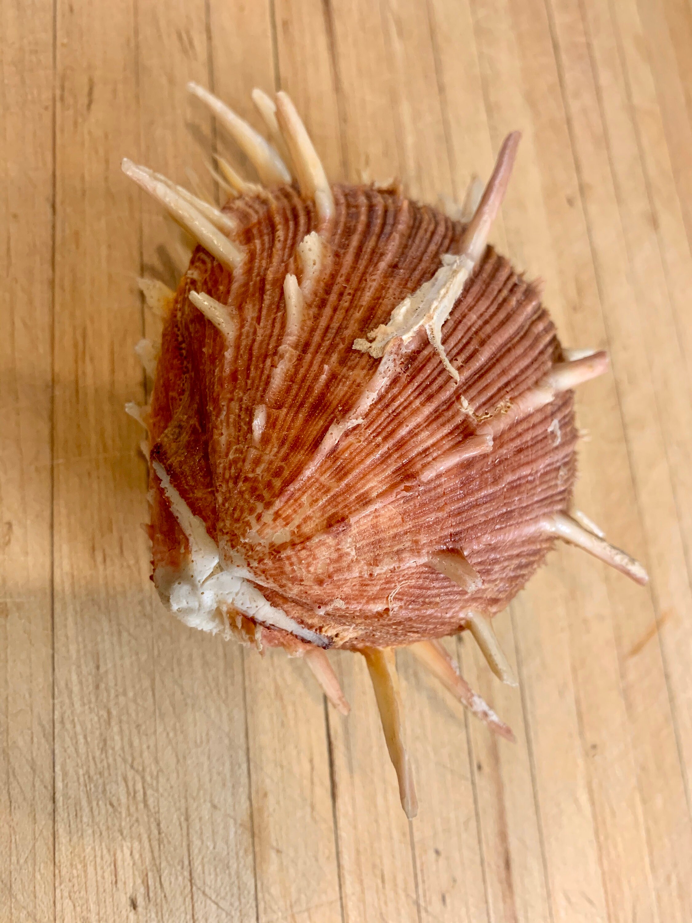 Vintage Sponylus Spiny Oyster Seashell Rare Collector - Etsy