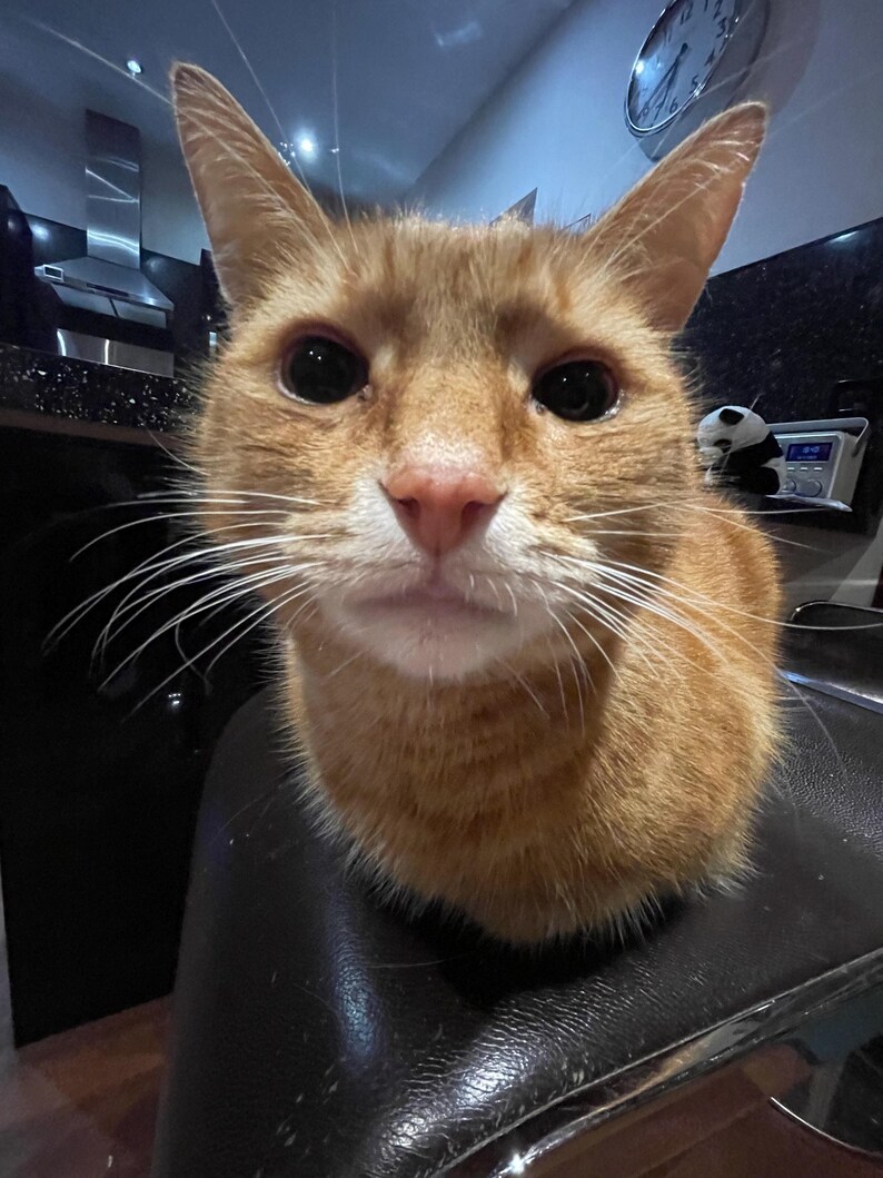 Photo of My Cat - Etsy