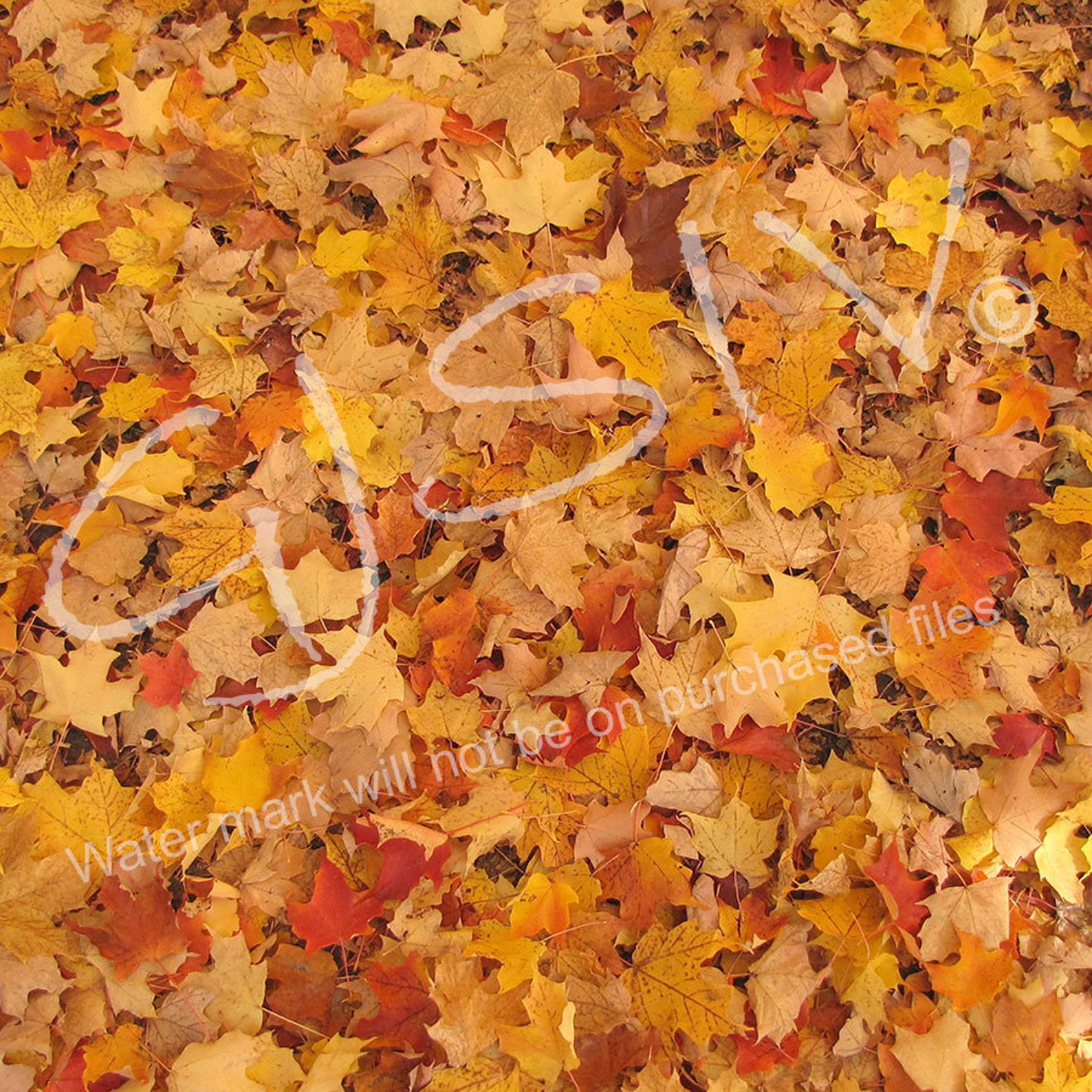 Fall Leaf Digital Paper Autumn & Fall Backgrounds Fall - Etsy