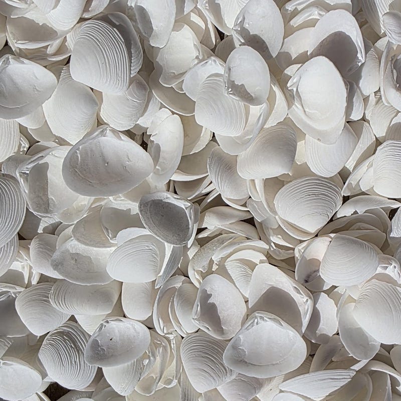 Clam Shell Prop - Etsy