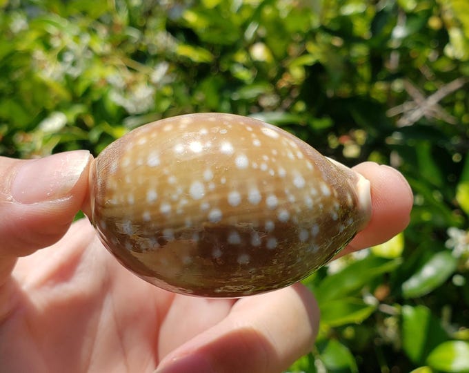 2.25" Pacific Deer Cowrie - (1 Shell) - Calf Cowrie - Lyncina Vitellus ...