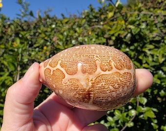2.875" Map Cowrie Seashell (1 Shell) - Map Cowry Shell - Leporicypraea ...