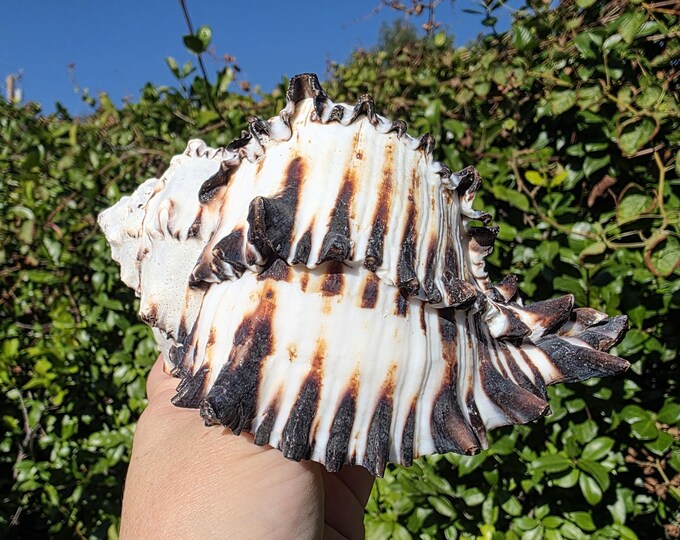 6.125" Black Murex Seashell (1 Shell) - Black and White Murex ...