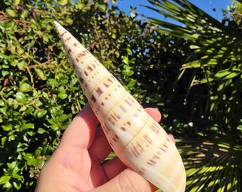 5.75" Marlinspike Auger Seashell (1 Shell) - Oxymeris Maculata ...