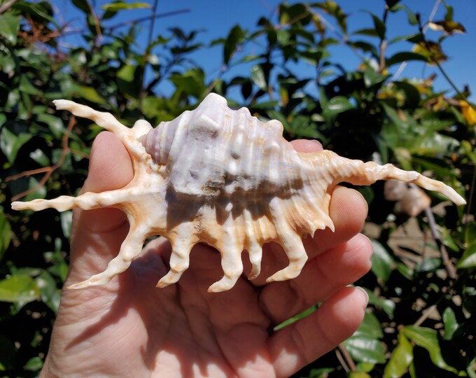 5" Scorpion Spider Conch Seashell (1 Shell) - Scorpion Conch Shell ...