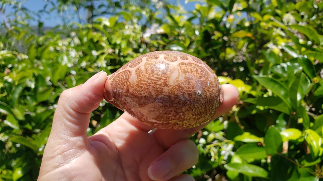 2.875" Map Cowrie Seashell (1 Shell) - Map Cowry Shell - Leporicypraea ...