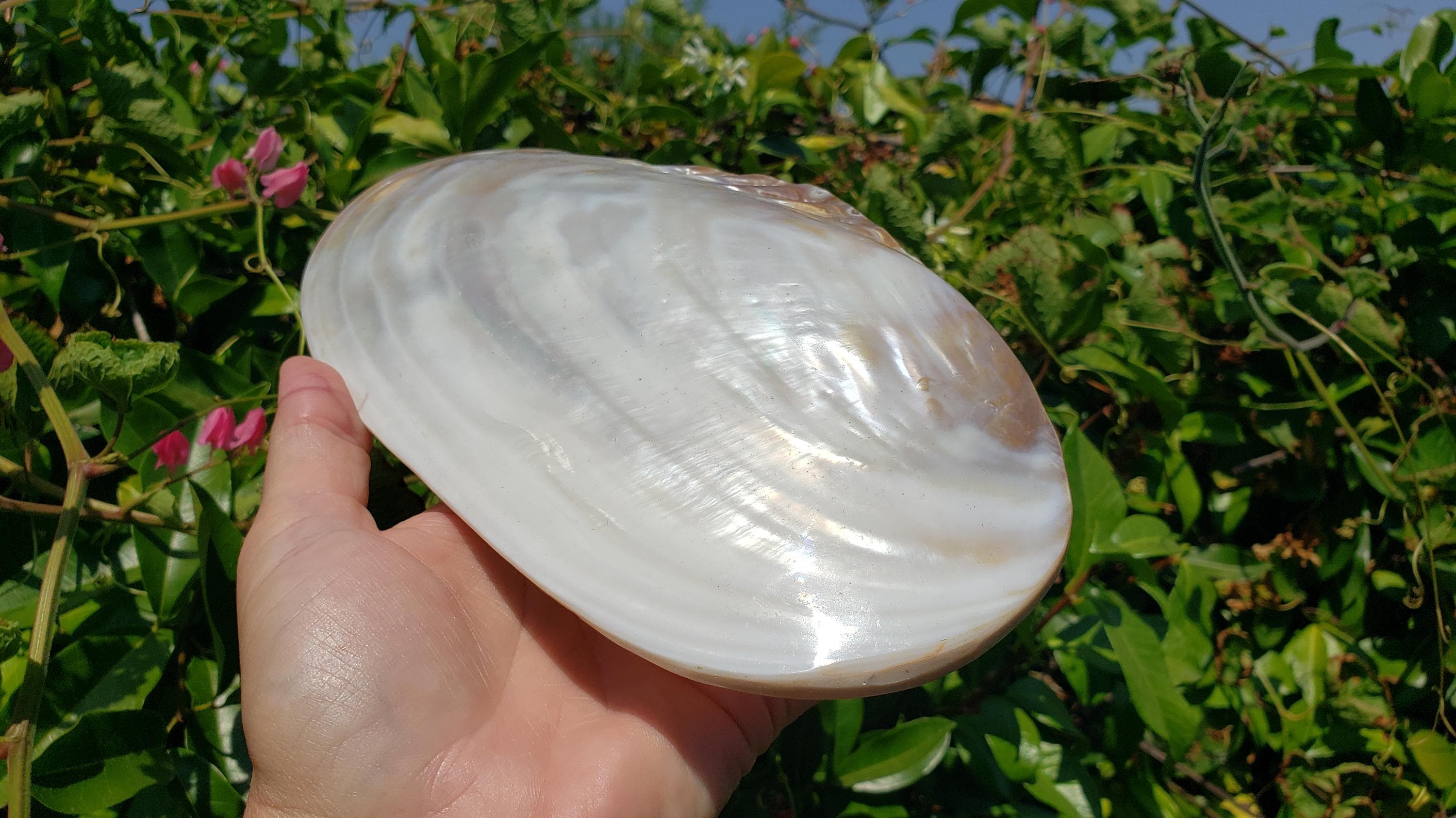 8.25" Cebu Clam Shell Pair (1 Attached Pair) - Etsy