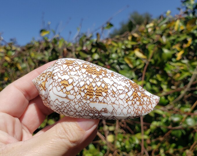 3.625" Textile Cone Seashell (1 Shell) - Cloth of Gold Cone Shell ...