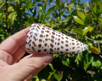 RockShellWonderland - Etsy