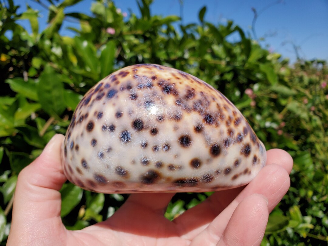 3.75" Tiger Cowrie Seashell (1 Shell) - Cypraea Tigris - Tiger Cowry ...