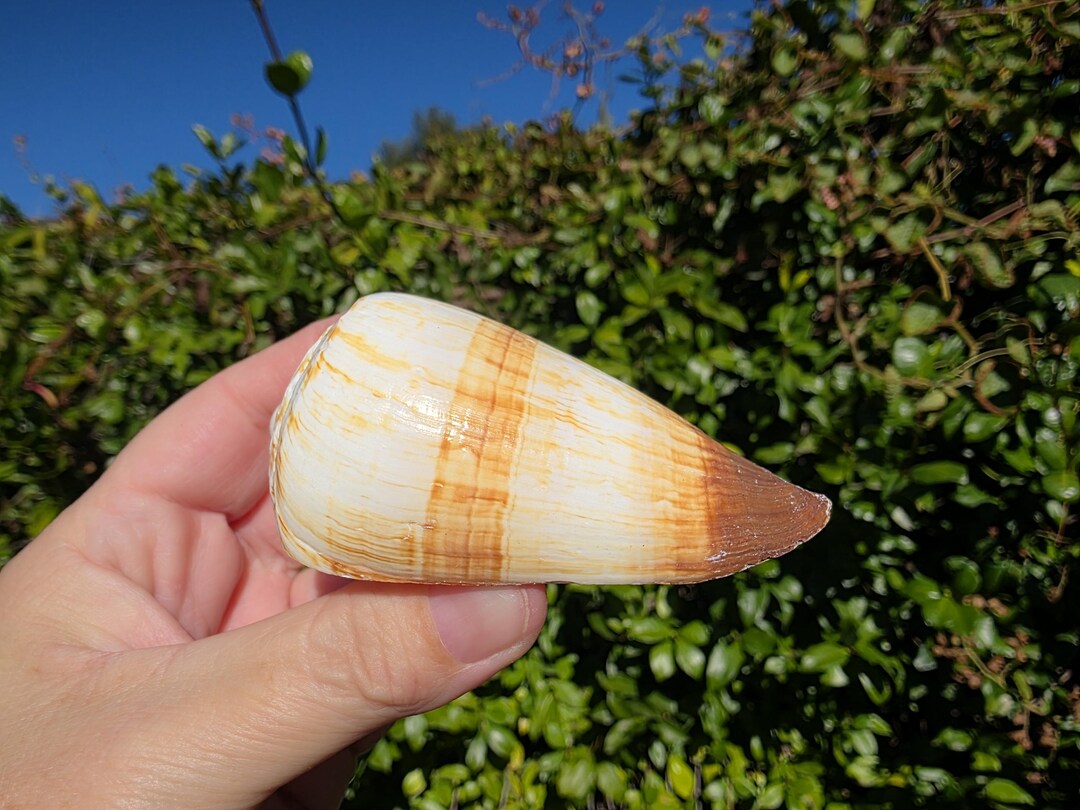 3.375" Soldier Cone Seashell (1 Shell) - Conus Miles - Etsy