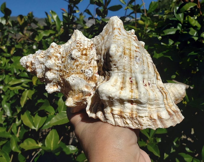7.25 Giant Frog Seashell 1 Shell Tutufa Bubo Bursa Bubo Bursa Lampas ...
