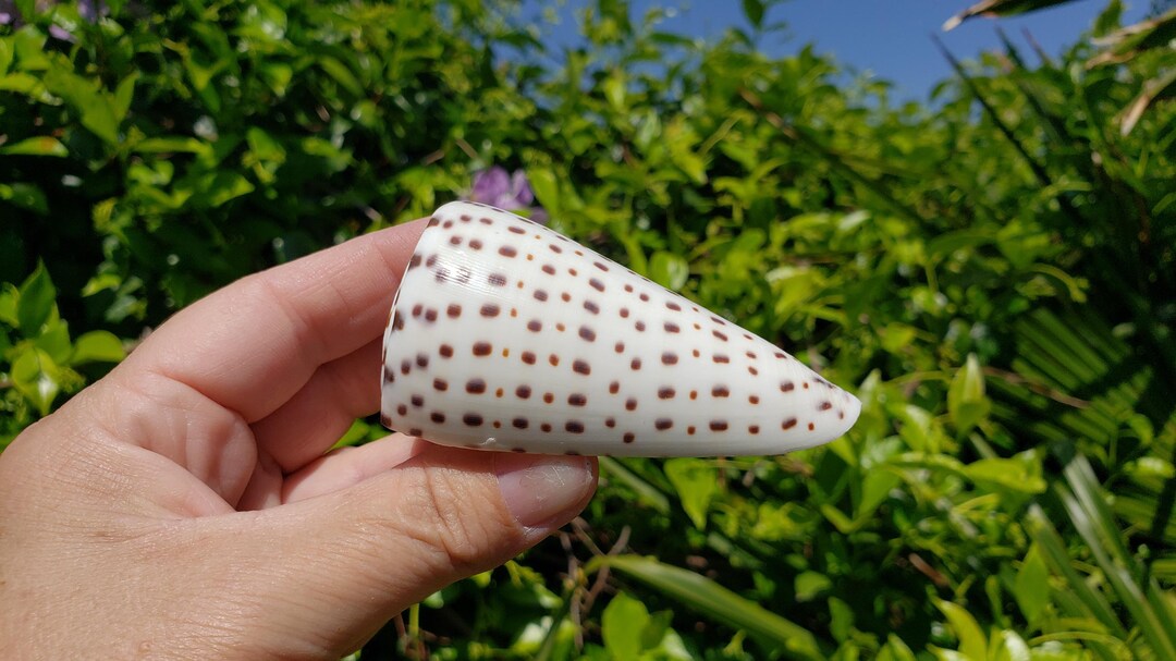 3" Leopard Cone Seashell (1 Shell) - Conus Leopardus - Etsy