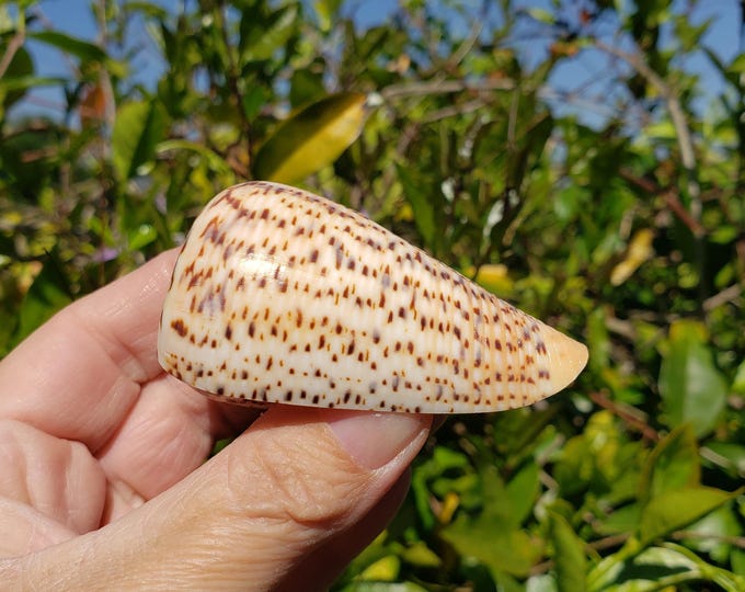 2.5" Surat Cone Seashell (1 Shell) - Conus Suratensis - Etsy