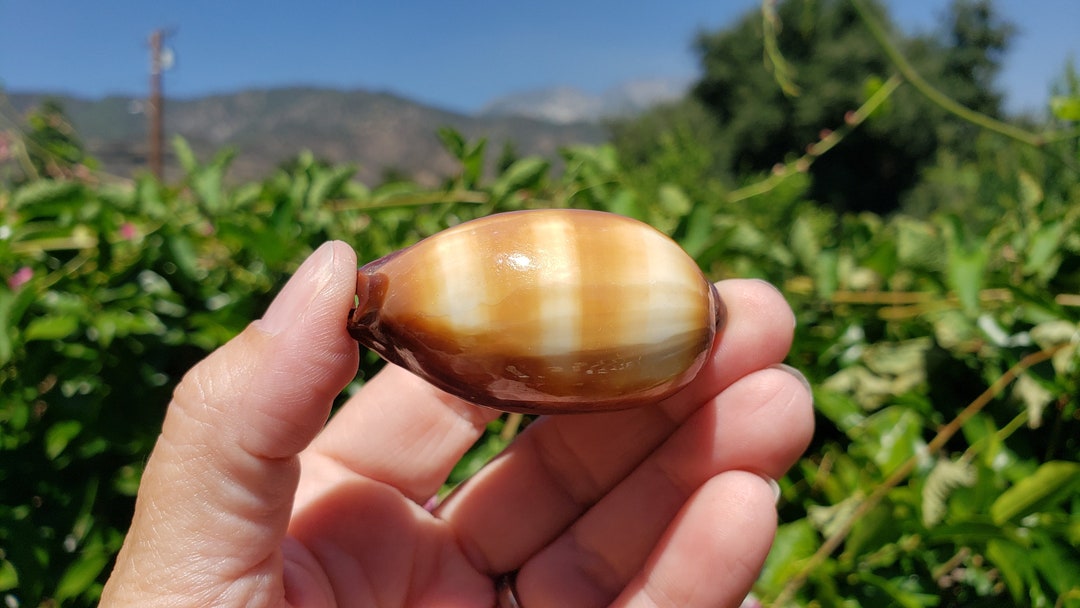 2.125 Mole Cowrie Seashell 1 Shell Chocolate Banded - Etsy