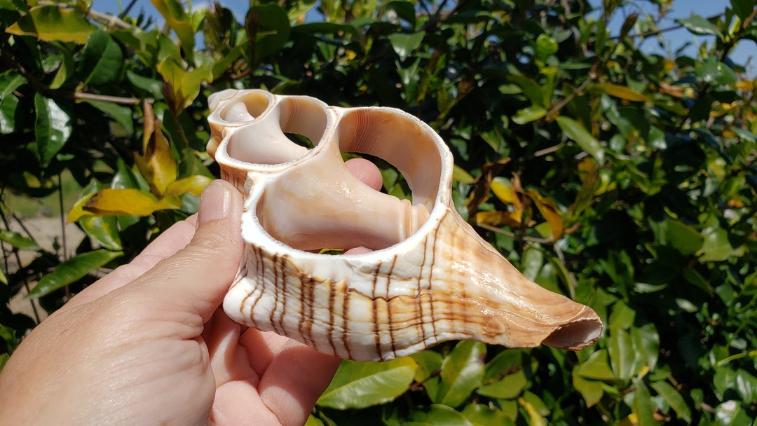 6 Center-cut Striped Fox Seashell 1 Cut Shell Striped Fox Horse Conch ...