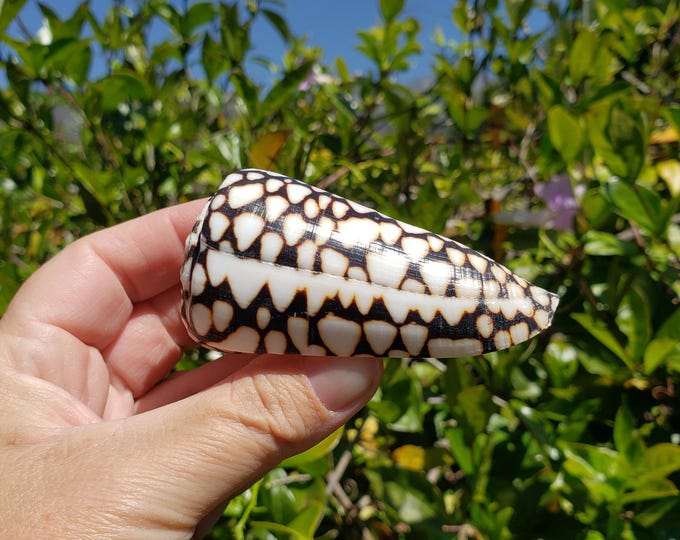 3.125" Marbled Cone Seashell (1 Shell) - Conus Marmoreus - Etsy
