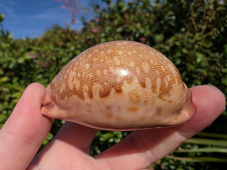 2.625" Map Cowrie Seashell (1 Shell) - Map Cowry Shell - Leporicypraea ...