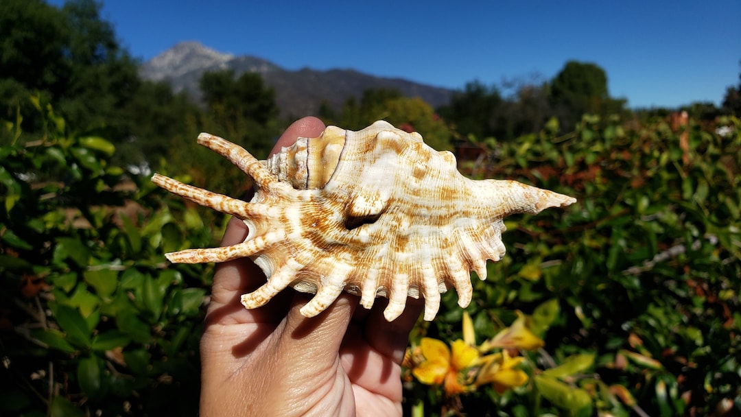 4.875 Millipede Spider Conch Seashell 1 Shell Lambis - Etsy