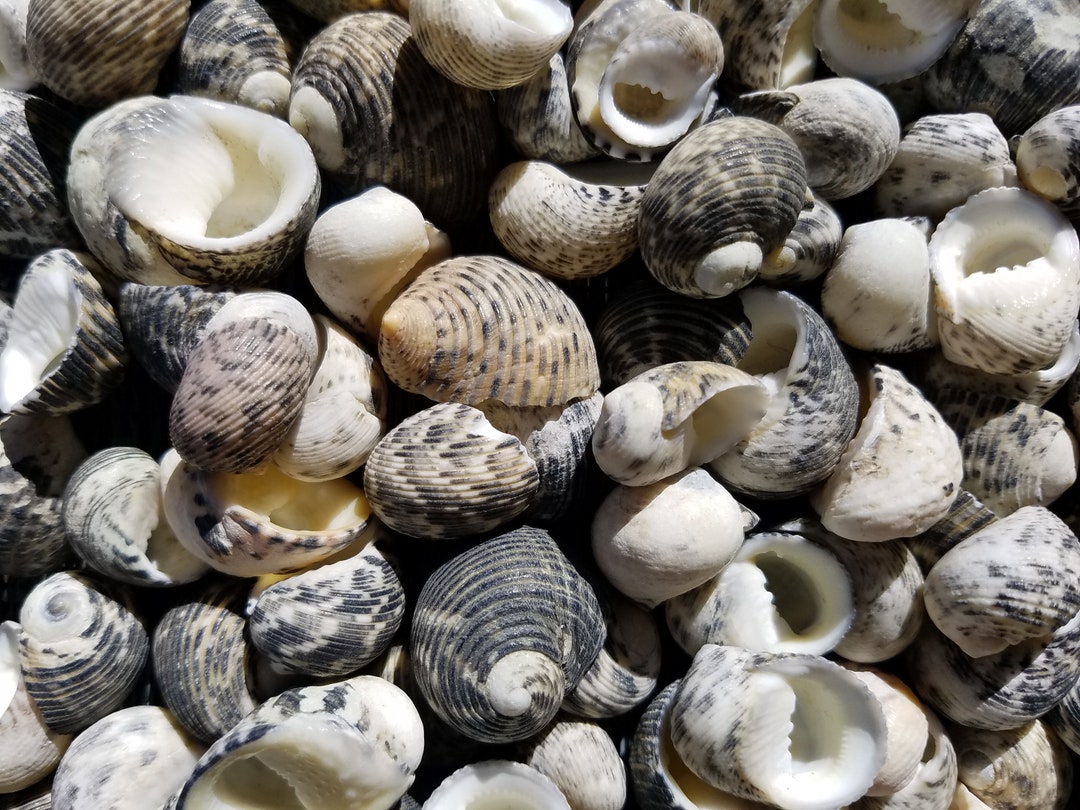 0.5-1.25" Mixed Nerita Seashells (10 Shells) - Nerite Shells ...