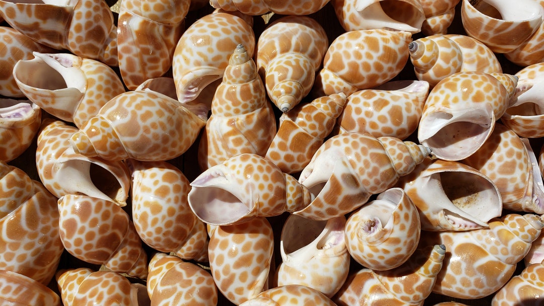 2-2.5" Japanese Babylon Seashells (5 Shells) - Babylonia Japonica ...