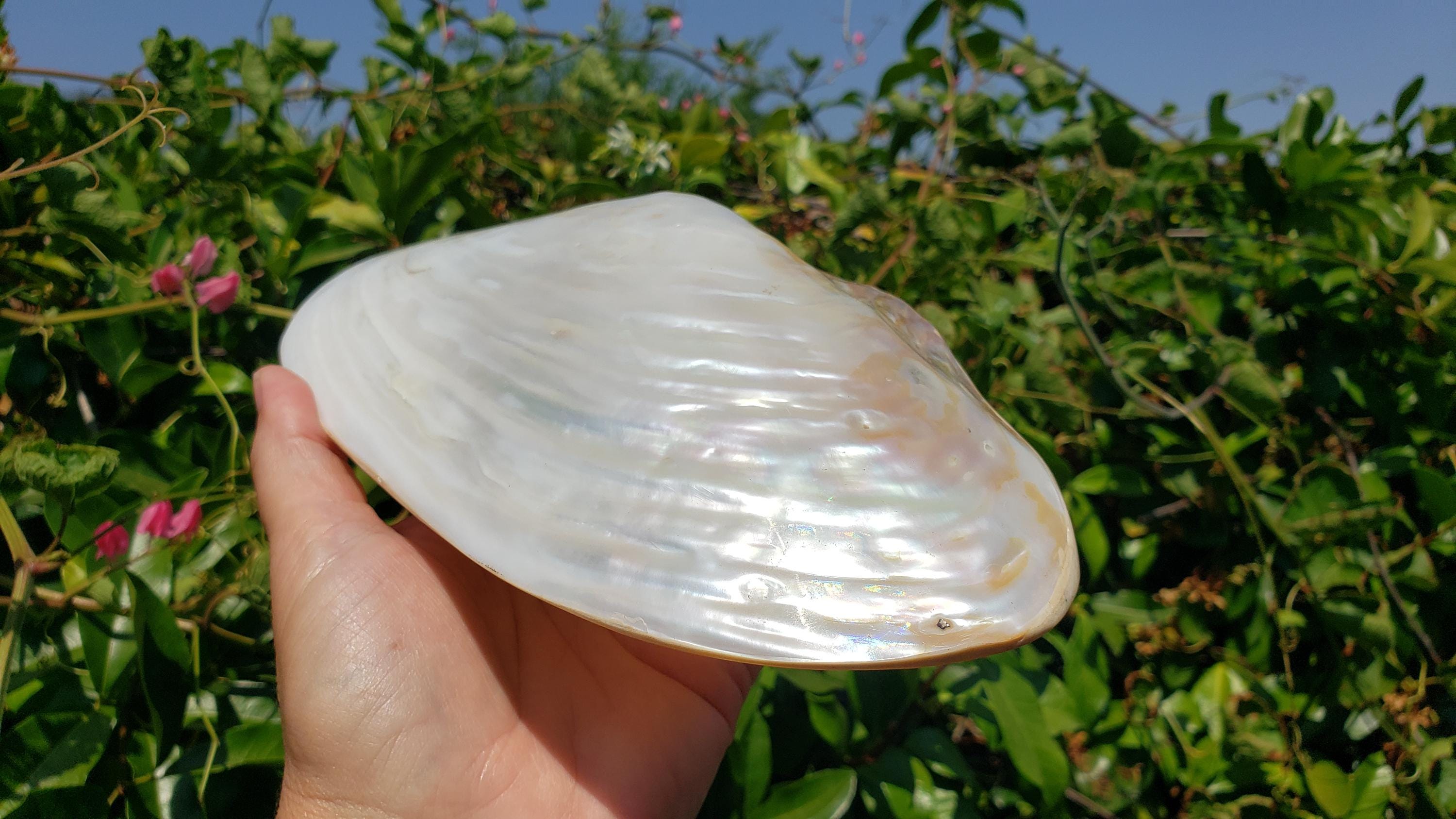 8.25" Cebu Clam Shell Pair (1 Attached Pair) - Etsy
