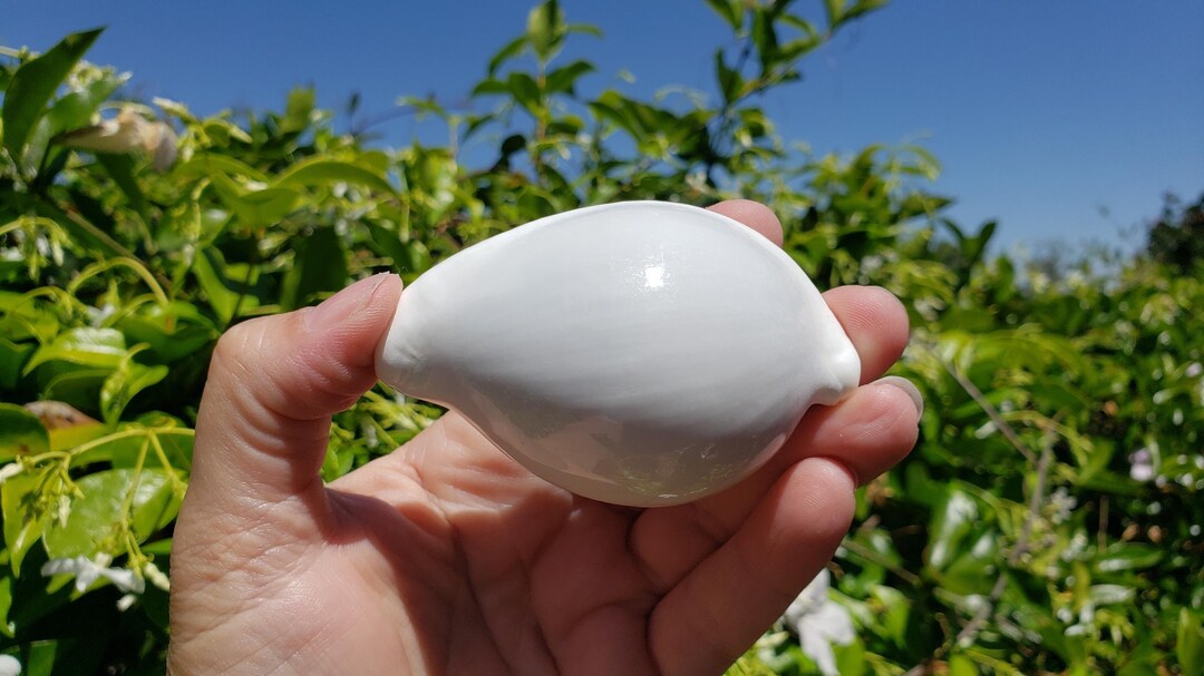 3" Egg Cowrie Seashell (1 Shell) - Ovula Ovum - Etsy
