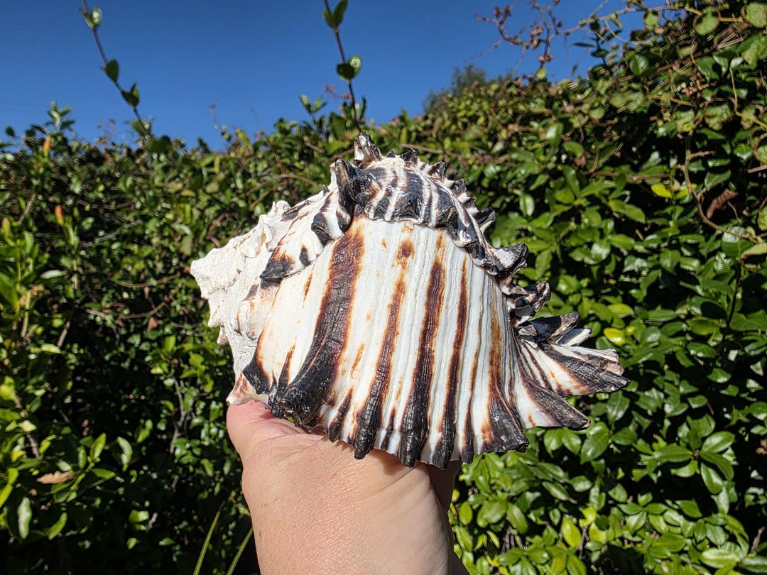 5.75" Black Murex Seashell (1 Shell) - Black and White Murex - Northern ...