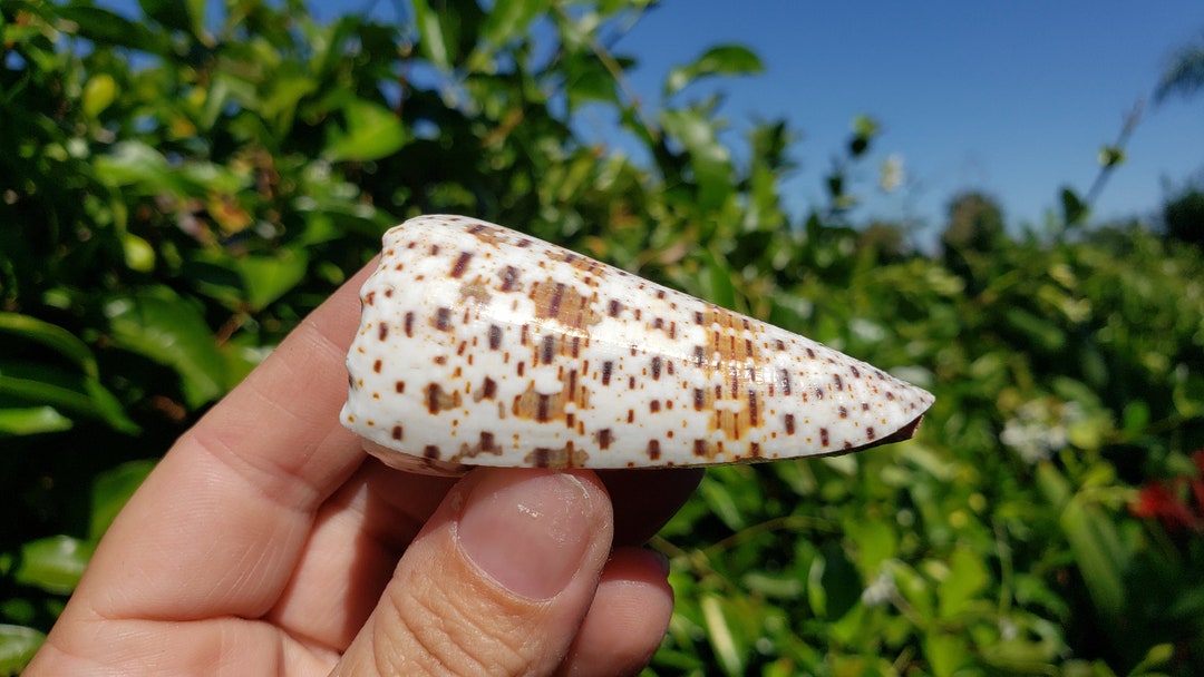 2.375 Imperial Cone Seashell 1 Shell Conus - Etsy