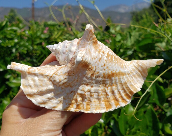 4.75 Rooster Conch Seashell 1 Shell Rooster-tail Conch Shell Aliger ...
