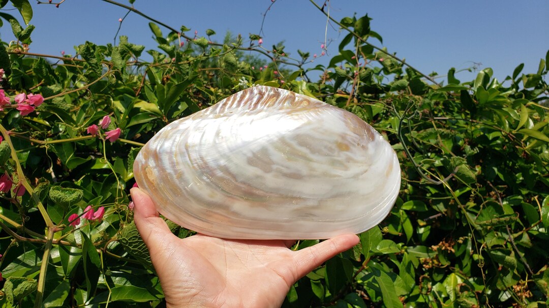 8.25" Cebu Clam Shell Pair (1 Attached Pair) - Etsy