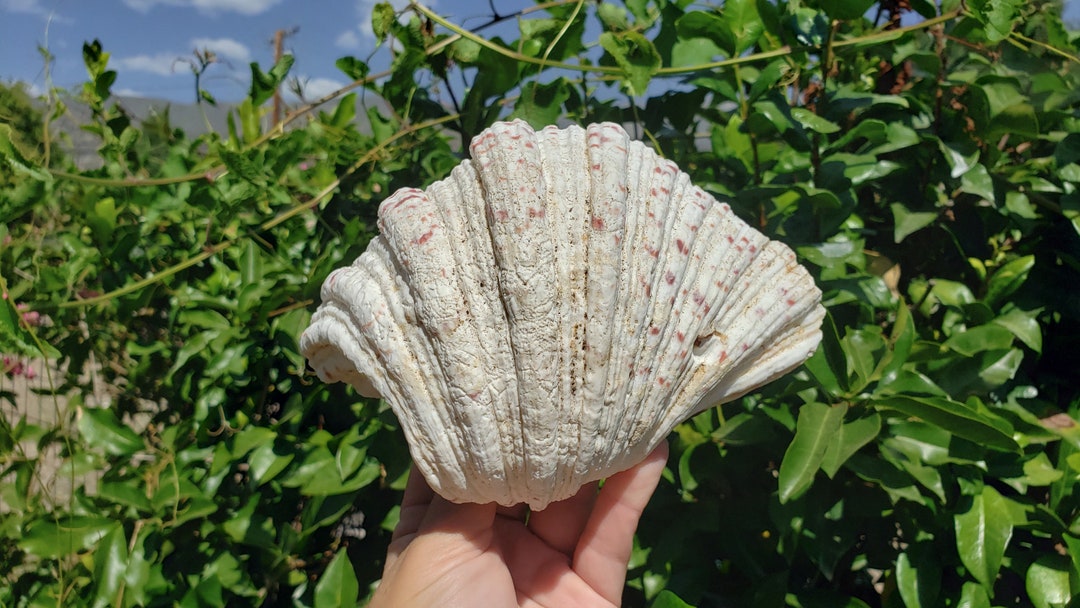 6.375" Bear Paw Clam Seashell (1 Half Shell/single) - Hippopus Hippopus ...