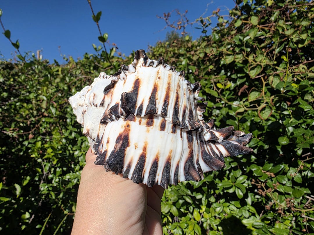 6.125" Black Murex Seashell (1 Shell) - Black and White Murex ...