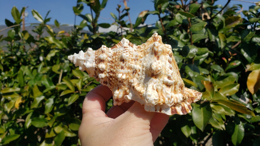 5" Giant Frog Seashell (1 Shell) - Tutufa Bubo - Bursa Bubo - Bursa ...
