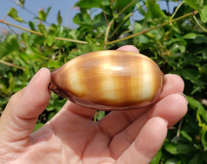 2.625 Mole Cowrie Seashell 1 Shell Chocolate Banded Cowry Shell ...