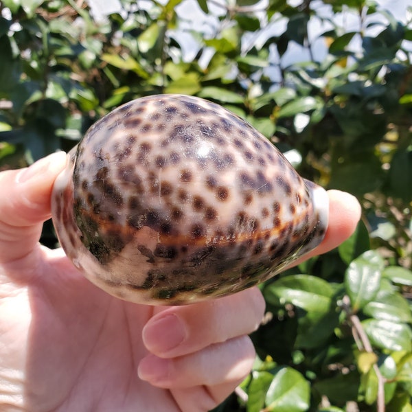 Tiger Cowrie - Etsy