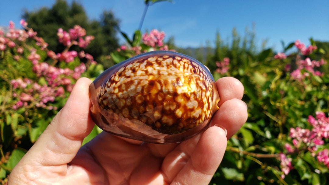2.625 Humpback Cowrie Seashell 1 Shell Chocolate - Etsy