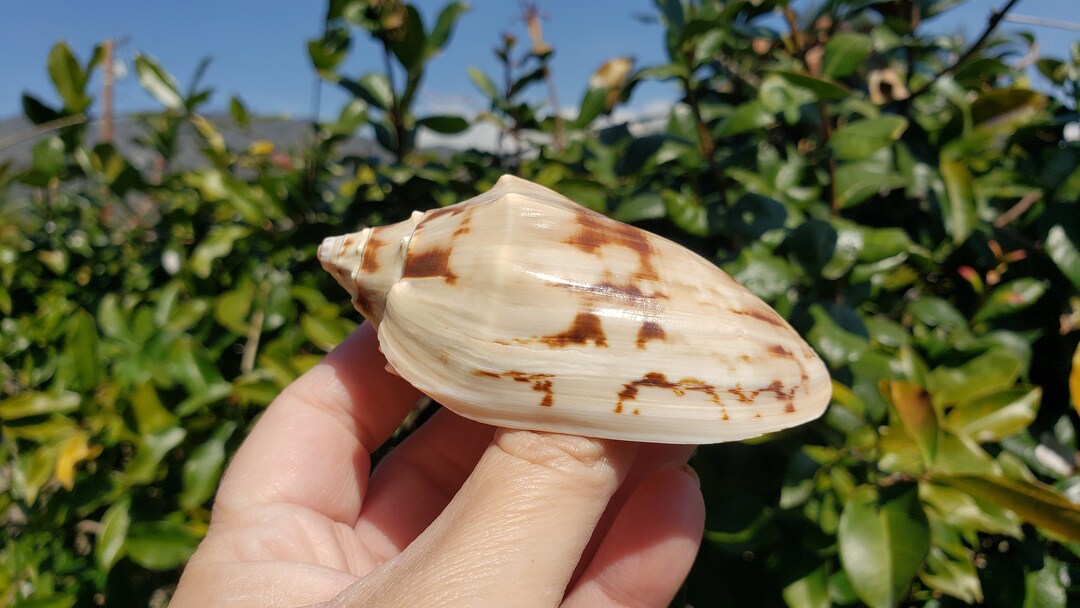 3.25" Bat Volute Seashell (1 Shell) - Cymbiola Vespertilio - Etsy