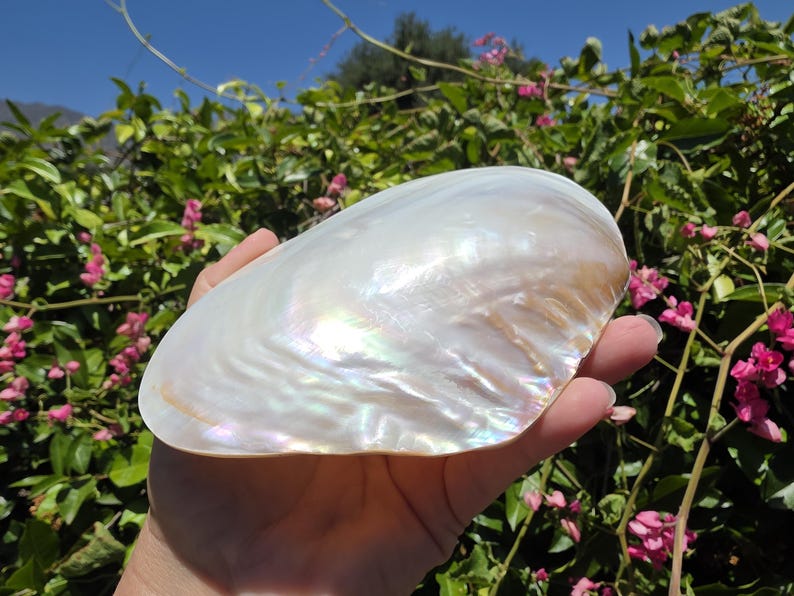 6.625" Cebu Clam Shell Pair (1 Attached Pair) - Etsy