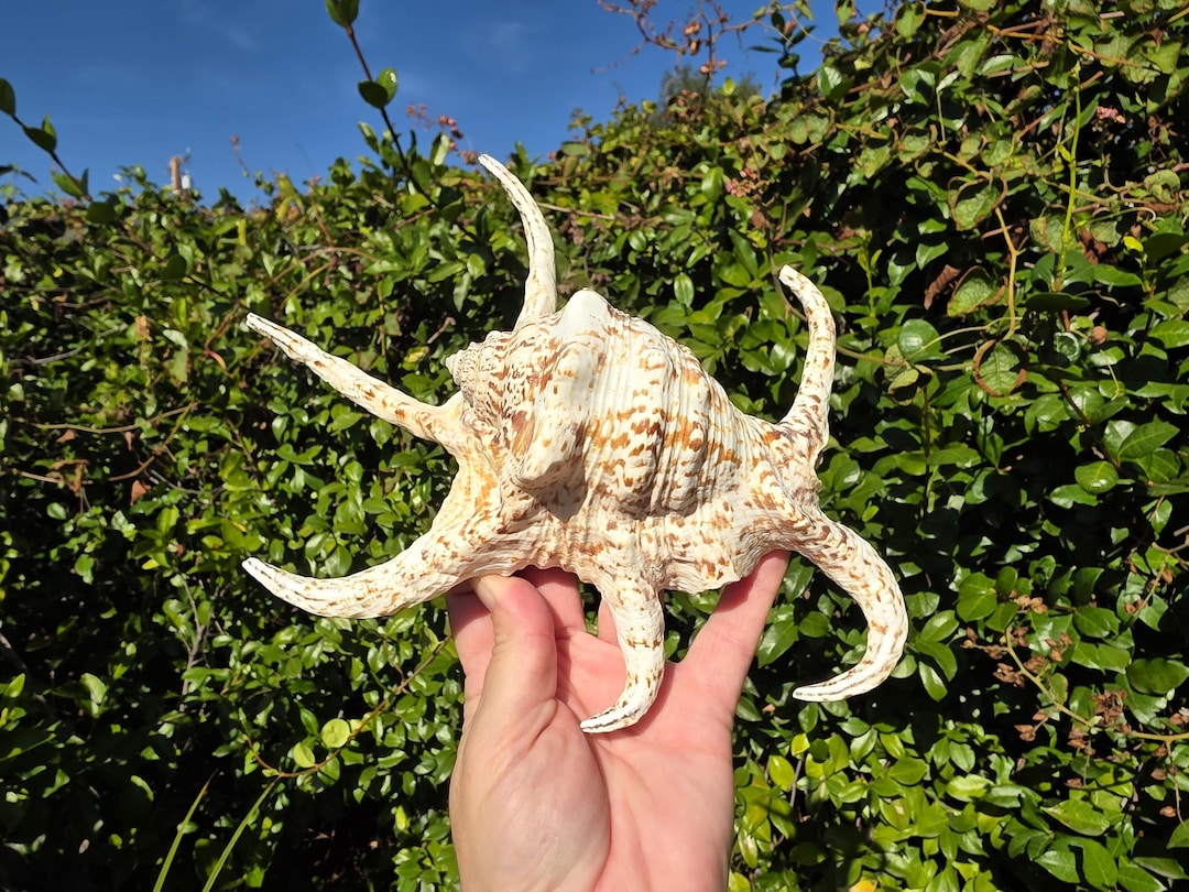 8" Chiragra Spider Conch Seashell (1 Shell) - Lambis Chiragra Spider ...