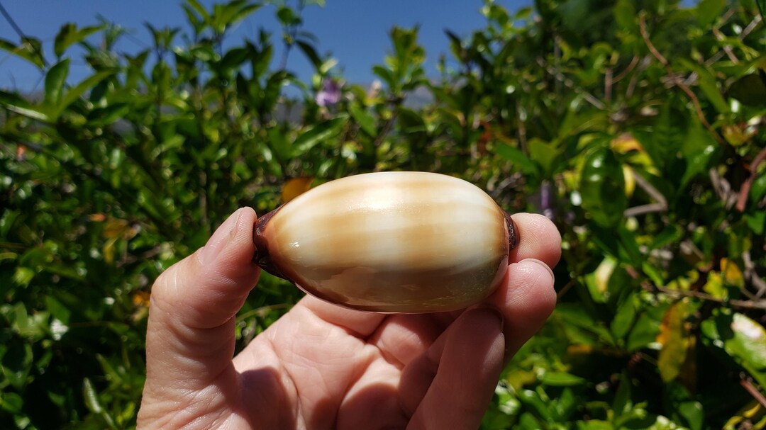 2.5" Mole Cowrie Seashell (1 Shell) - Chocolate Banded Cowry Shell ...